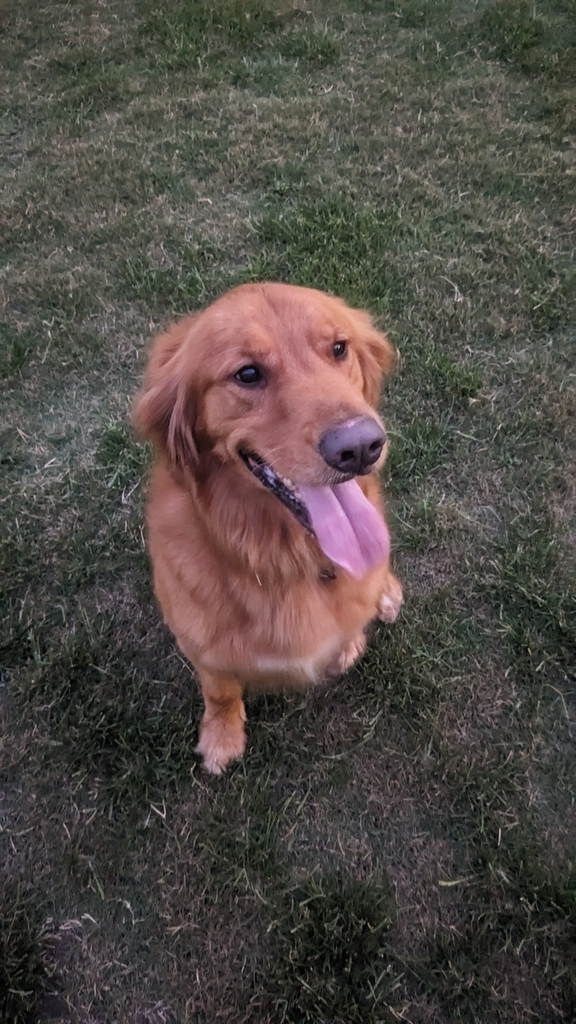Domestic Dog from Martin Luther King, Chattanooga, TN, USA on July 28 ...
