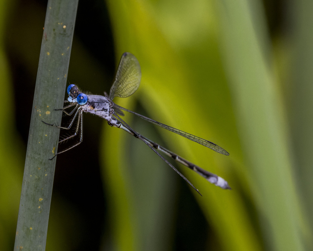 Sweetflag Spreadwing from Downers Grove, IL, USA on July 26, 2023 at 04 ...