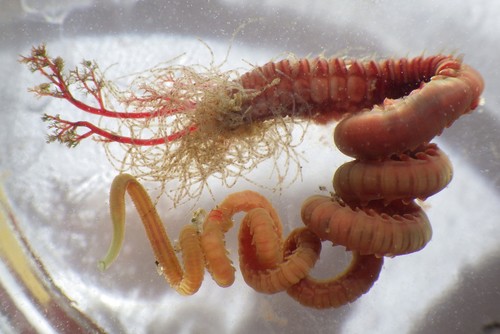 Basket-top Spaghetti Worm (Pista elongata) · iNaturalist Guatemala