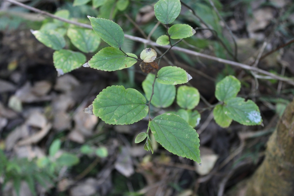 Chinese Hackberry from Brittain Park on July 29, 2023 at 10:38 AM by ...