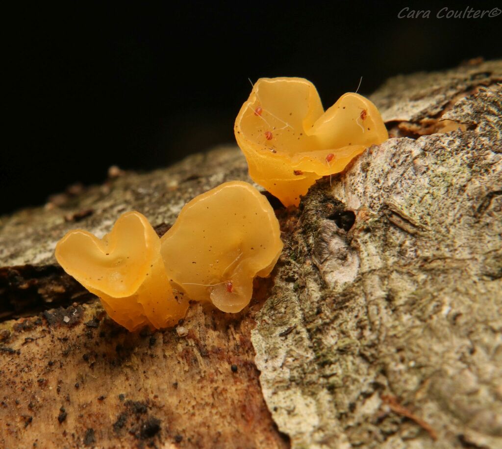 Guepiniopsis buccina in July 2023 by Cara Coulter · iNaturalist