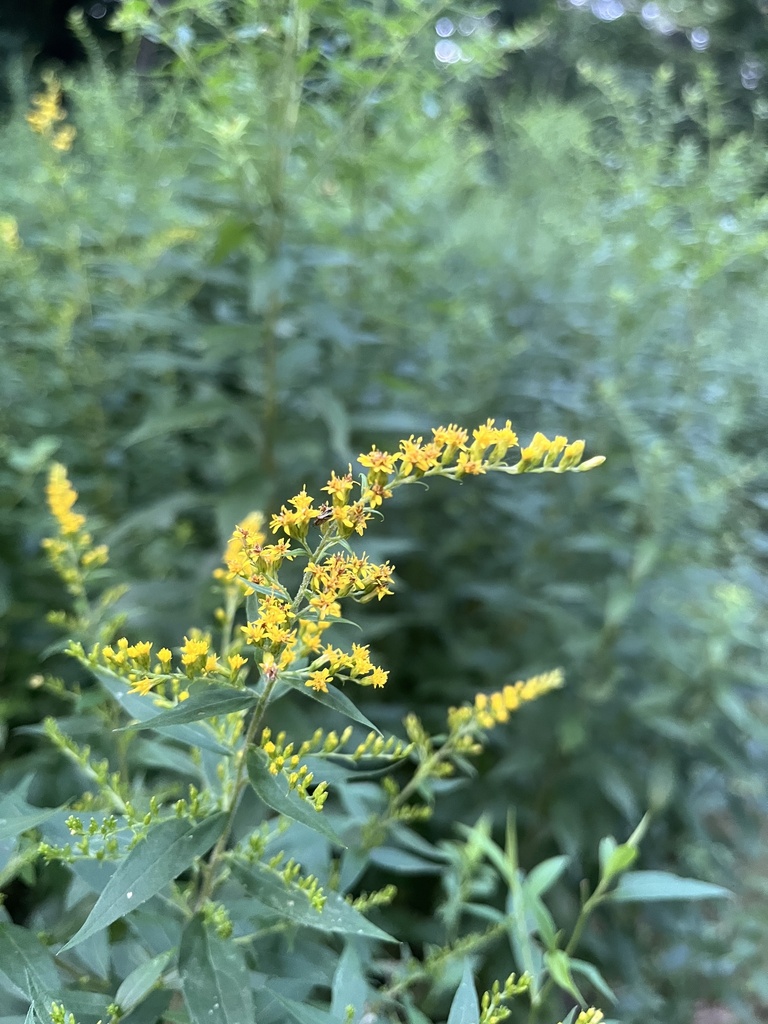 common wrinkle-leaved goldenrod from Long Island, Upper Brookville, NY ...
