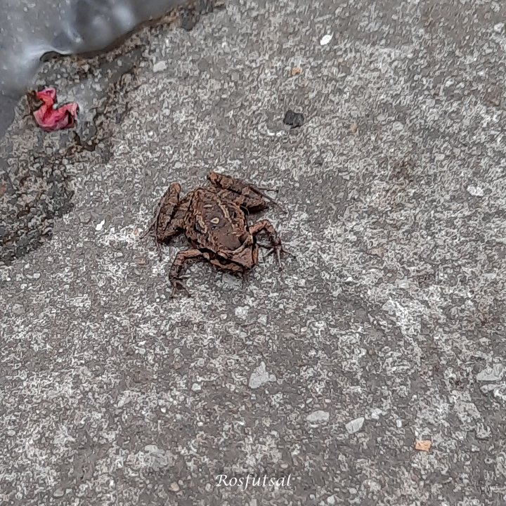 Thoropa miliaris from Domingos Martins, ES, 29260-000 on July 19, 2023 ...