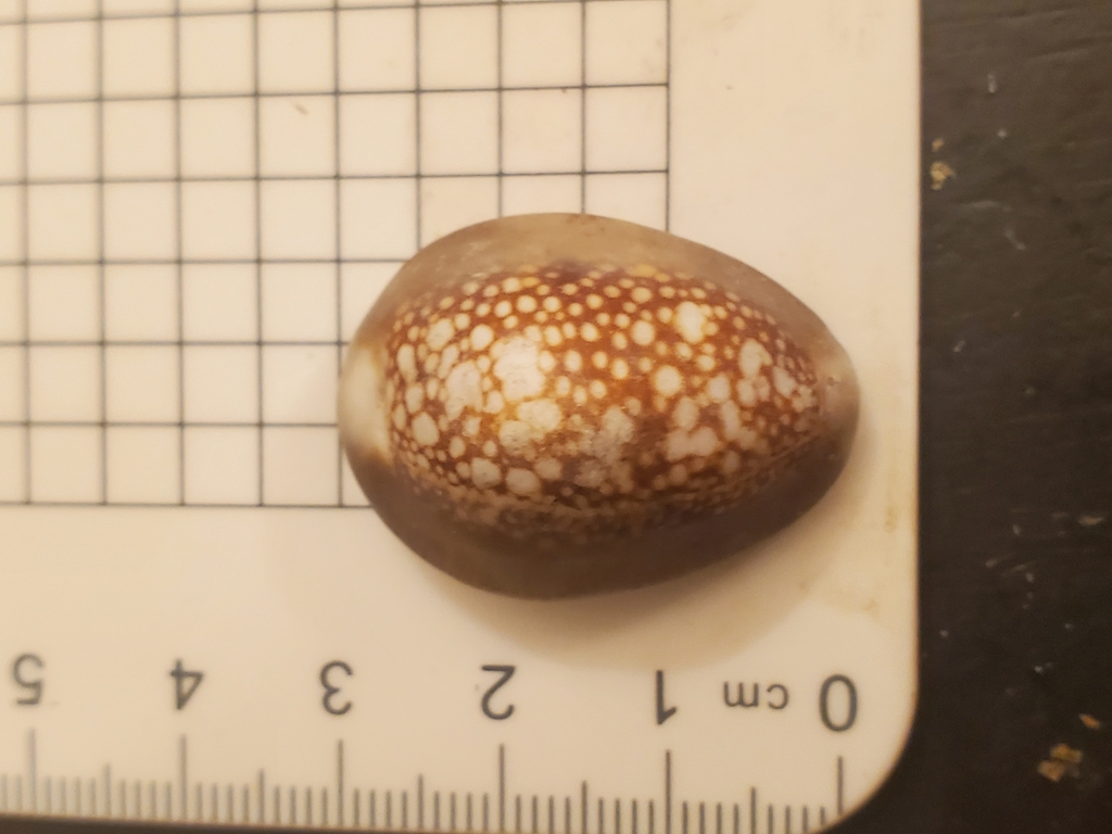 Hawaiian Snakehead Cowrie from Kaumakani, HI 96769, USA on February 7 ...