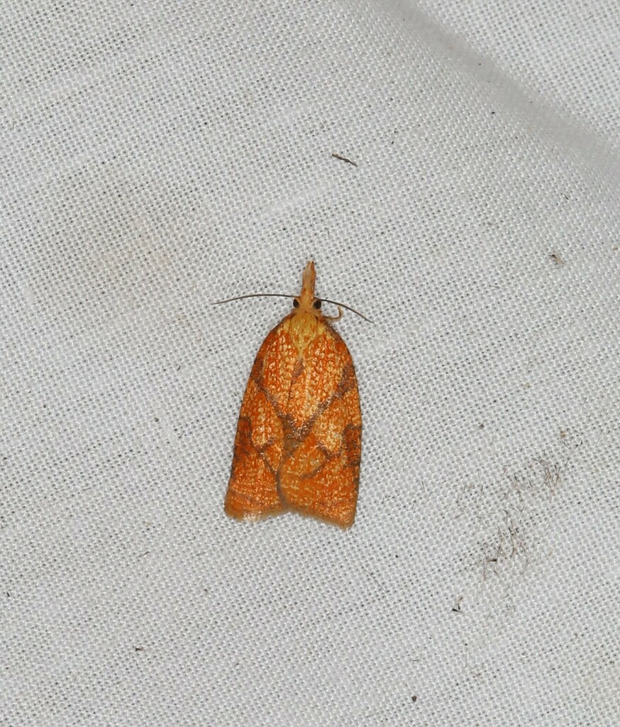 Reticulated Fruitworm Moth from Mont-Joli, QC, Canada, 1101 rue Lussier ...