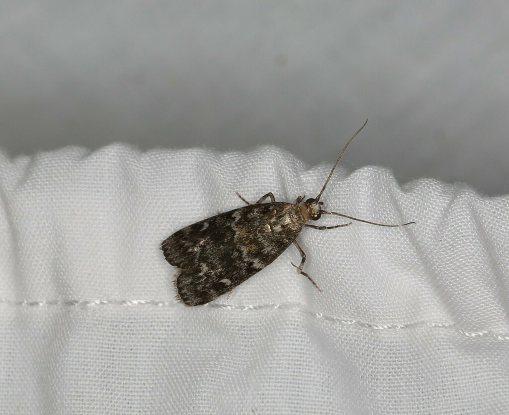 Spruce Coneworm Moth from Mont-Joli, QC, Canada, 1101 rue Lussier on ...