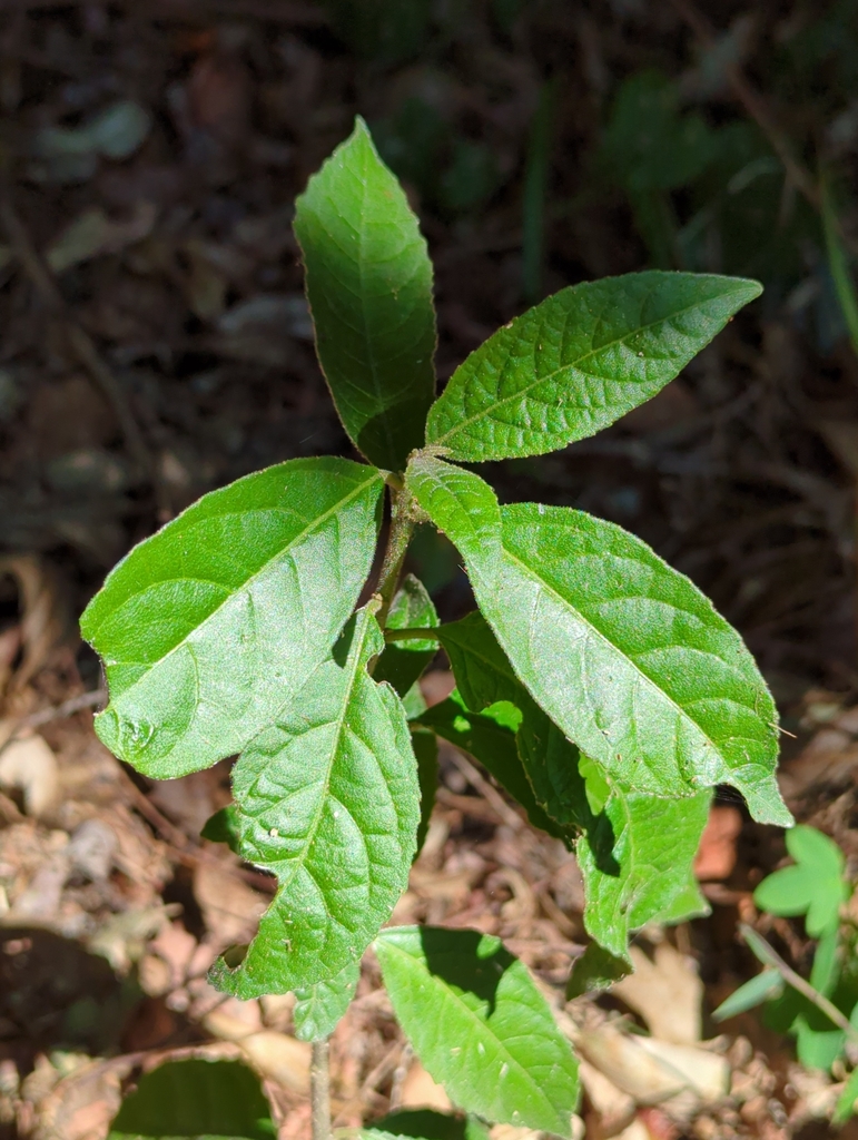 Claoxylon australe from Tamborine Mountain QLD 4272, Australia on July ...