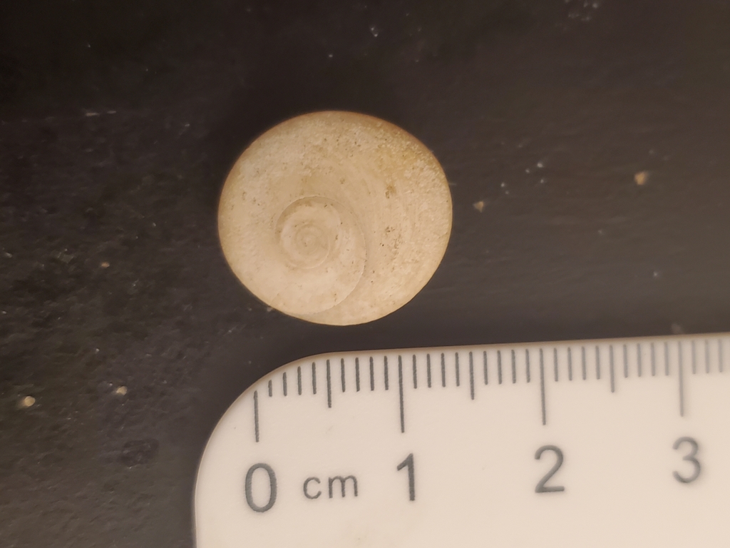 Turban Snails from Kaumakani, HI 96769, USA on February 7, 2004 by ...