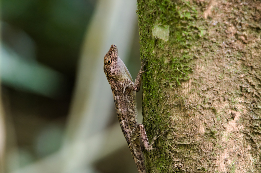Crested Anole from Muñoz Rivera, Patillas, Puerto Rico on July 6, 2023 ...