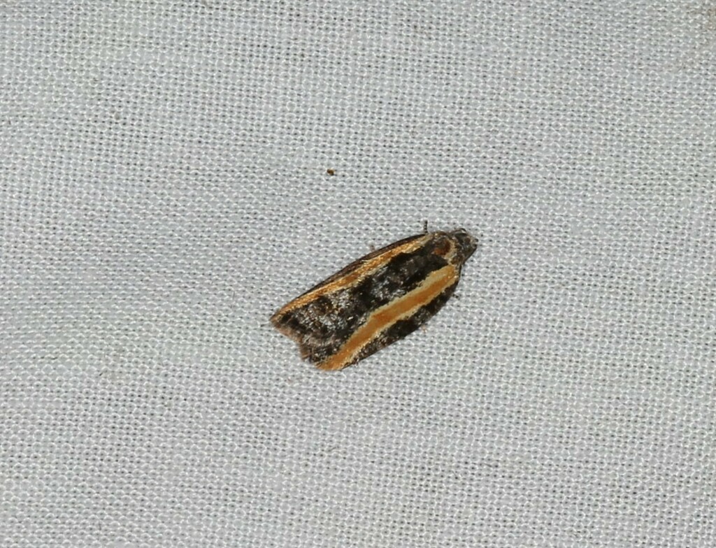 Eastern Black-headed Budworm Moth from Mont-Joli, QC, Canada, 1101 rue ...