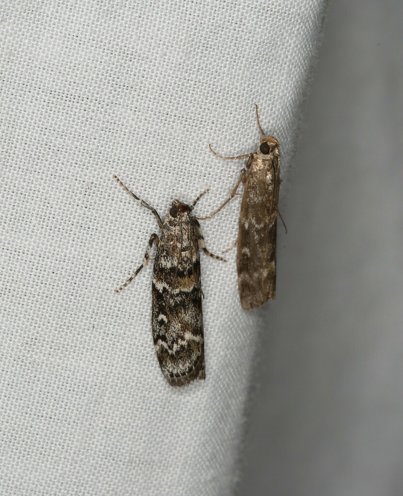 Spruce Coneworm Moth from Mont-Joli, QC, Canada, 1101 rue Lussier on ...