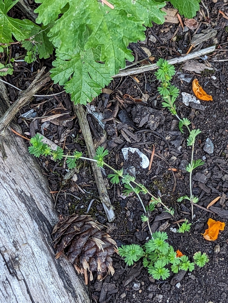 Parsley-pierts from Duvall on July 28, 2023 at 07:09 PM by Gordon ...