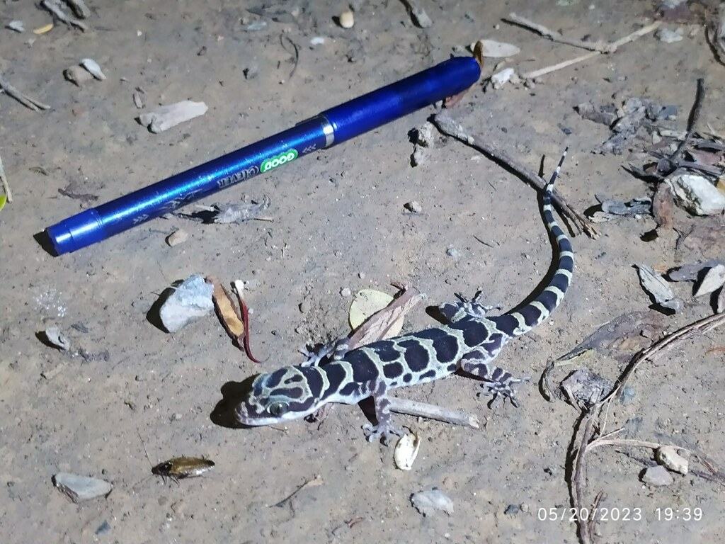 Pyinyaung Bent-toed Gecko from Meiktila, Myanmar (Burma) on May 20 ...