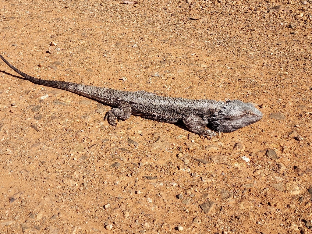 Eastern Bearded Dragon from Croftby QLD 4310, Australia on July 29 ...