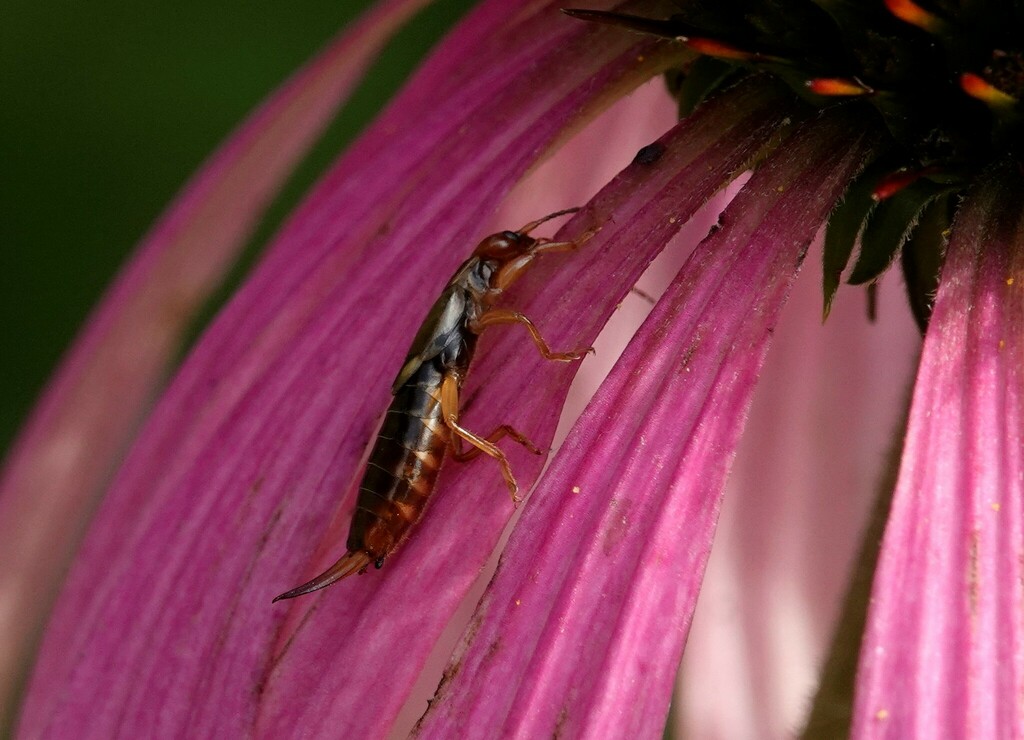 European Earwig from 11 Seymour Ave, Toronto, ON M4J 3T3, Canada on ...