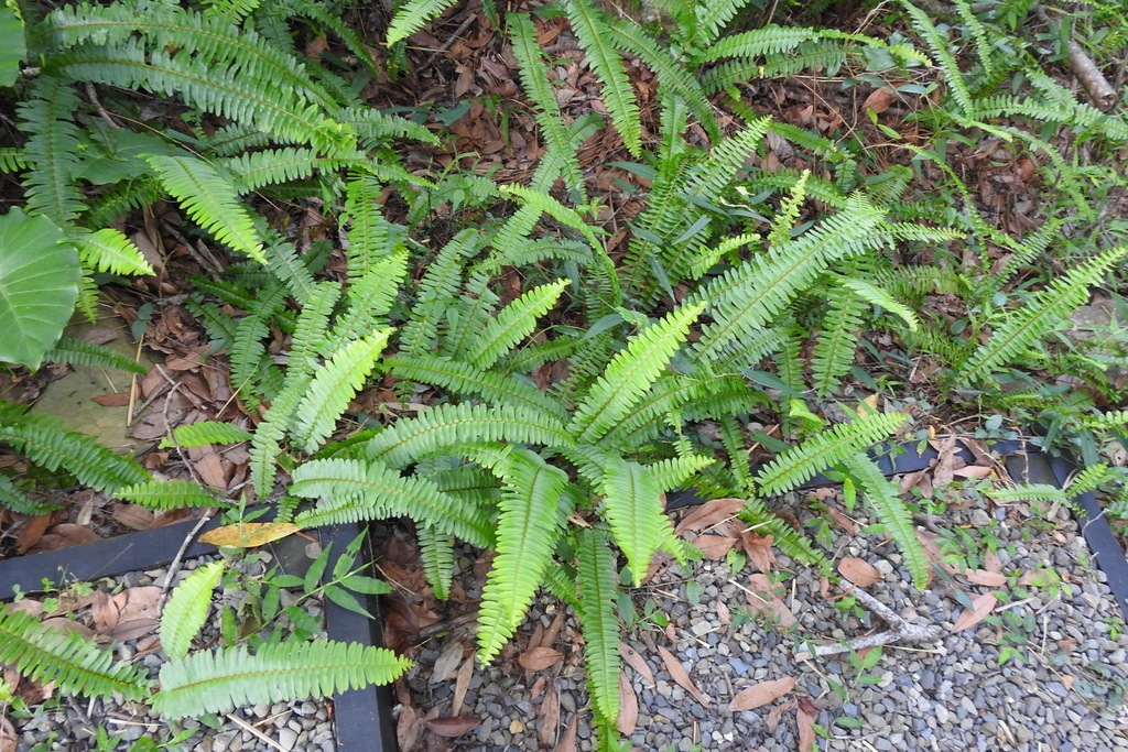 Fishbone Fern from 台灣高雄市 on July 6, 2020 at 03:43 PM by Chen Shu ...