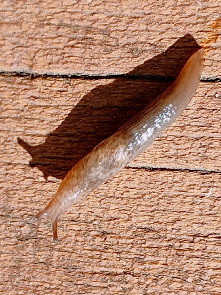 Milky Slug from Blairgowrie VIC 3942, Australia on July 29, 2023 at 11: ...