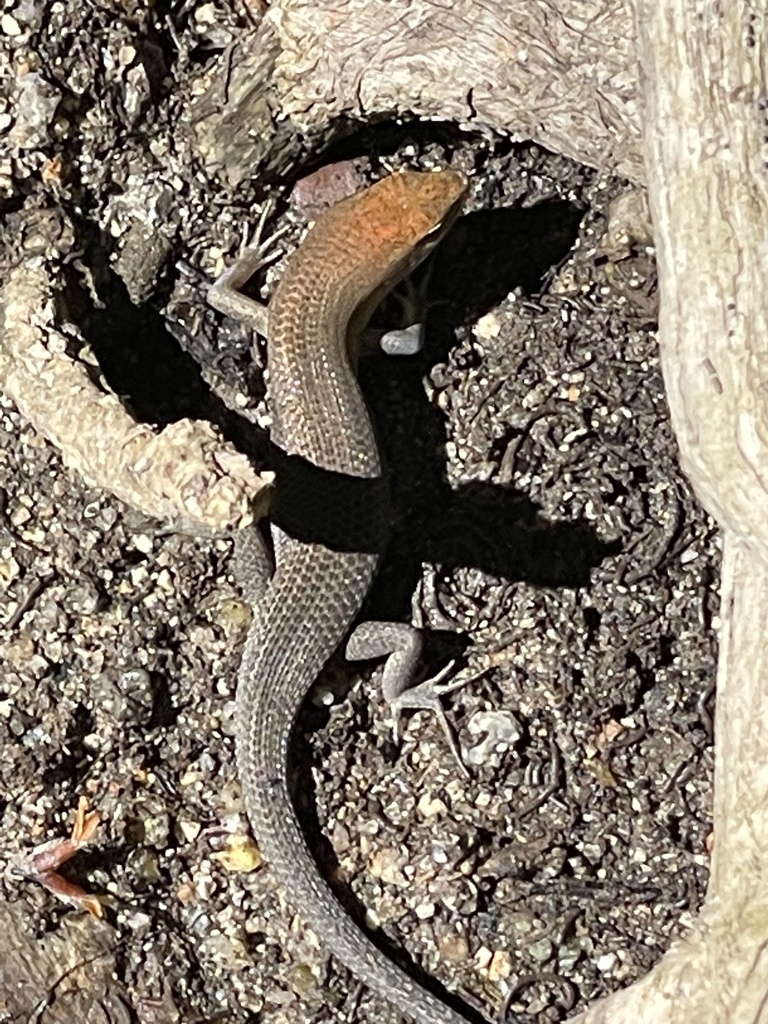 Robust Rainbow Skink from Great Barrier Reef, Nelly Bay, QLD, AU on ...