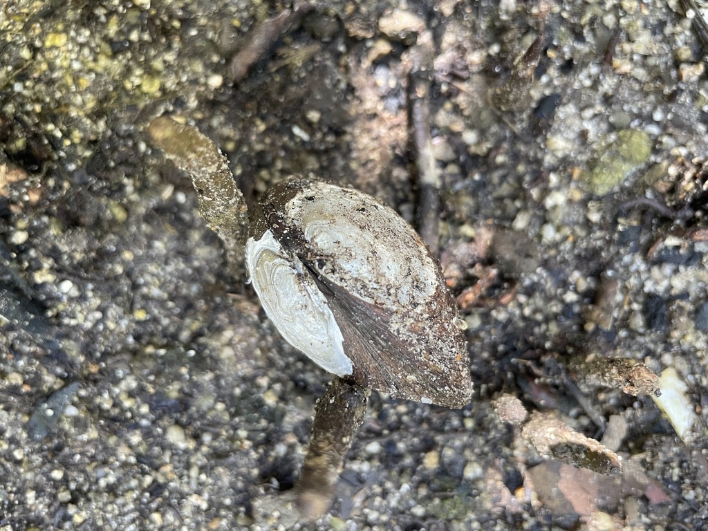 Geloina coaxans from Great Barrier Reef, Nelly Bay, QLD, AU on July 29 ...