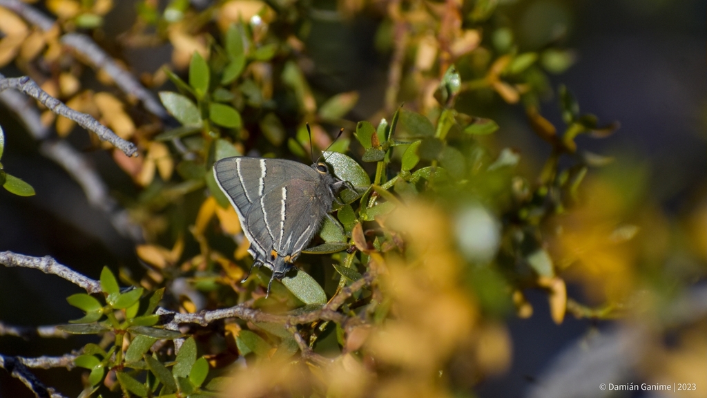 Atlides thargelia from Las Heras, Mendoza, Argentina on May 24, 2023 at ...