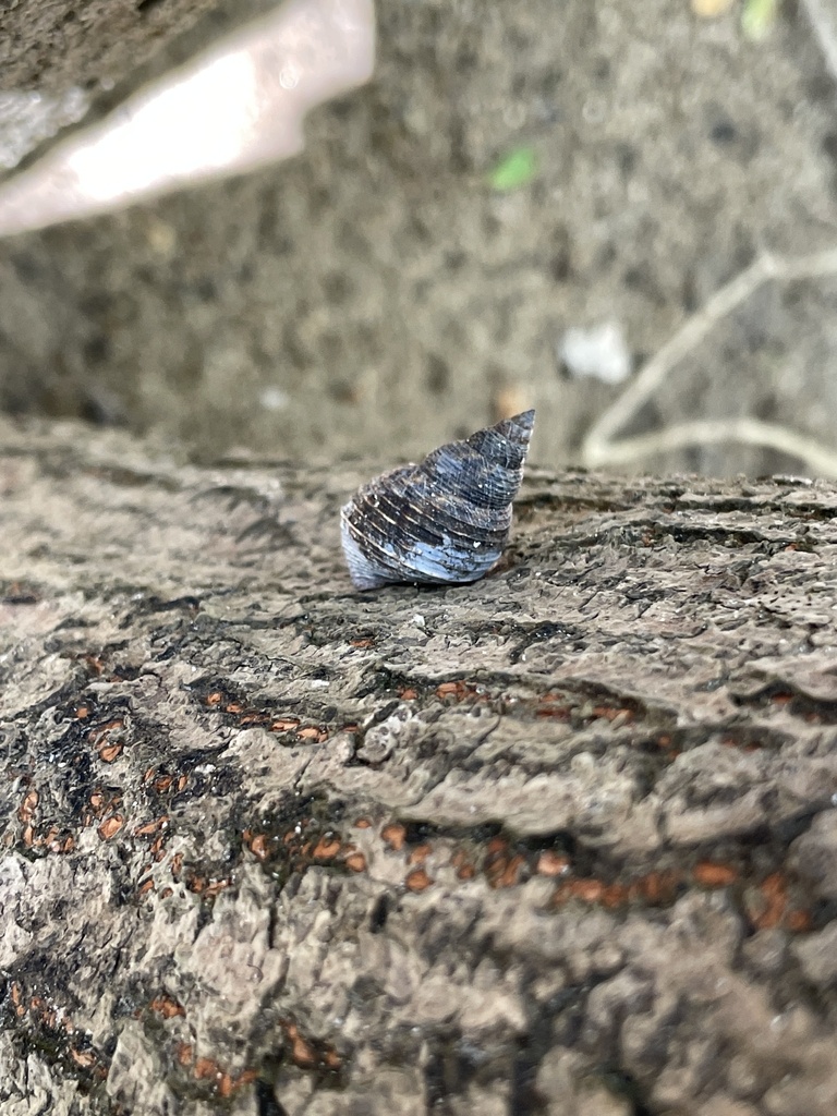 Rough Periwinkle from Great Barrier Reef, Nelly Bay, QLD, AU on July 29 ...