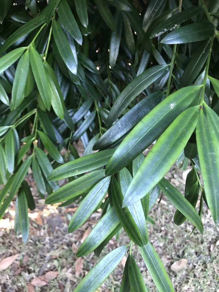 Plum Pine from George Bass Drive, Lilli Pilli, NSW, AU on July 29, 2023 ...