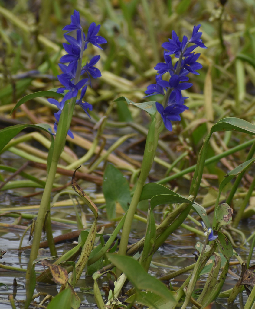 Blue Hyacinth from Lakefield QLD 4892, Australia on June 6, 2023 at 11: ...