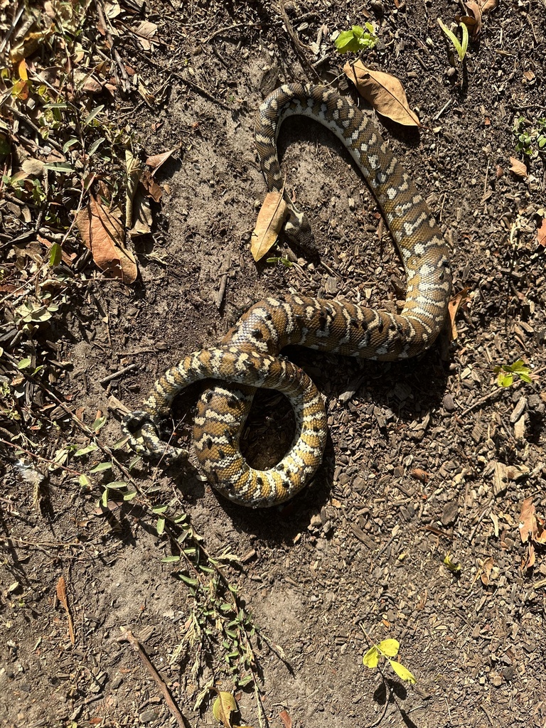 Carpet Python from Ostermann St, Coconut Grove, NT, AU on July 29, 2023 ...