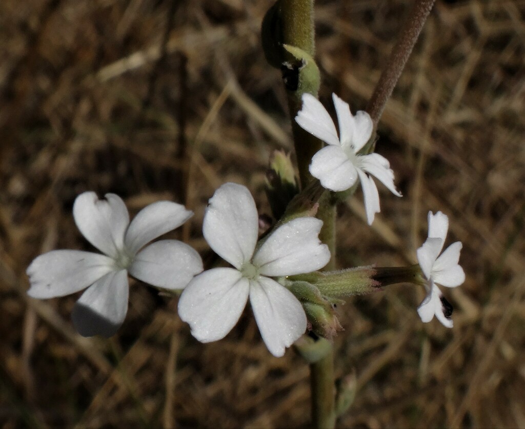 Blackrod from Mount Hardman WA 6765, Australia on July 7, 2023 at 12:30 ...