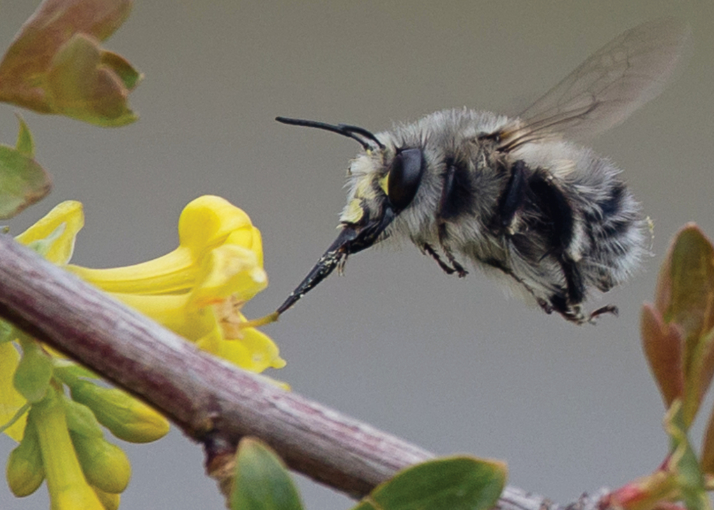 Common Digger Bees from Leslie Groves Park, Richland, WA 99354, USA on ...