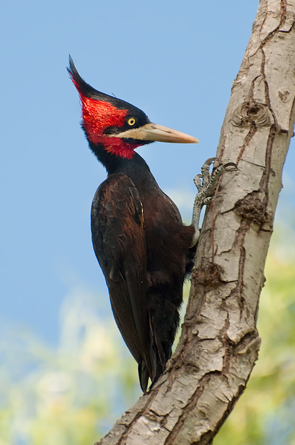 Carpintero lomo blanco (Parque Aviario Rio Gualeguay) · BioDiversity4All