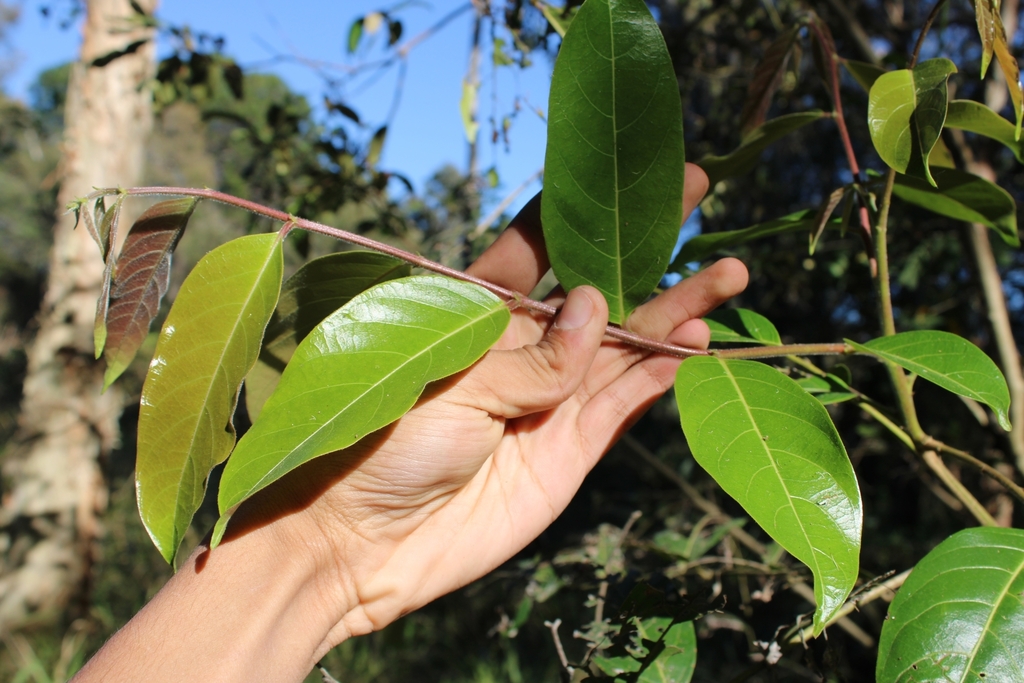 Umbrella Cheese Tree from Beryl Roberts Park on July 29, 2023 at 10:33 ...