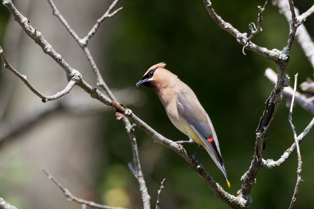 Cedar Waxwing from Manistee County, MI, USA on July 28, 2023 at 12:34 ...