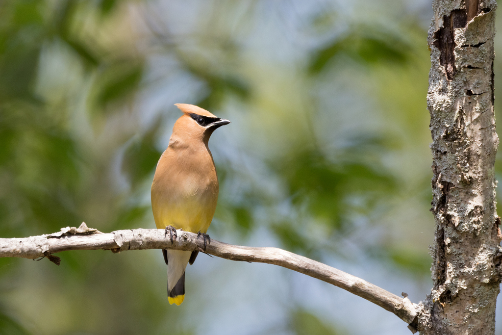 Cedar Waxwing from Manistee County, MI, USA on July 28, 2023 at 12:36 ...