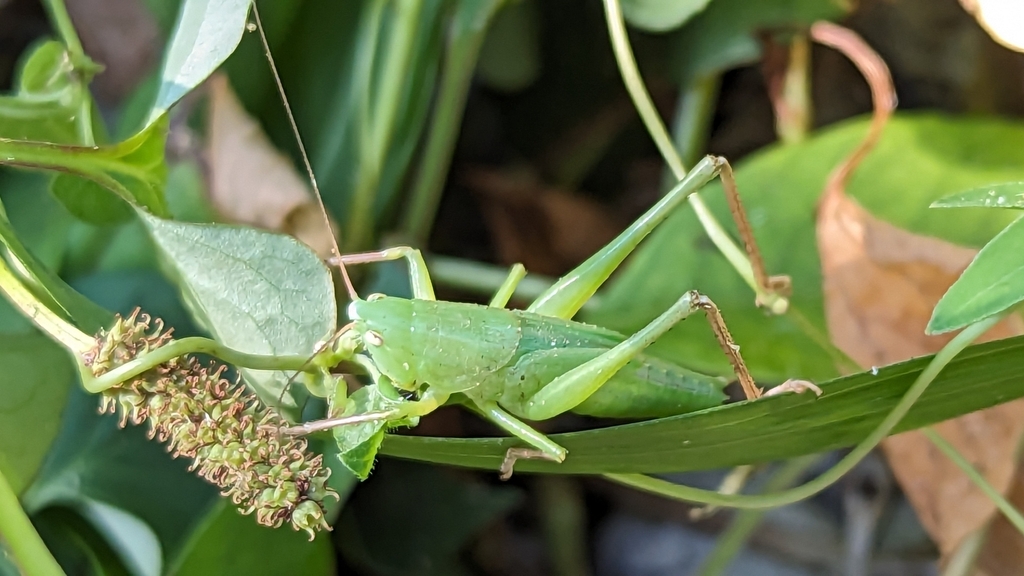 Ruspolia lineosa from 470-2214, Japan on July 28, 2023 at 02:38 PM by ...