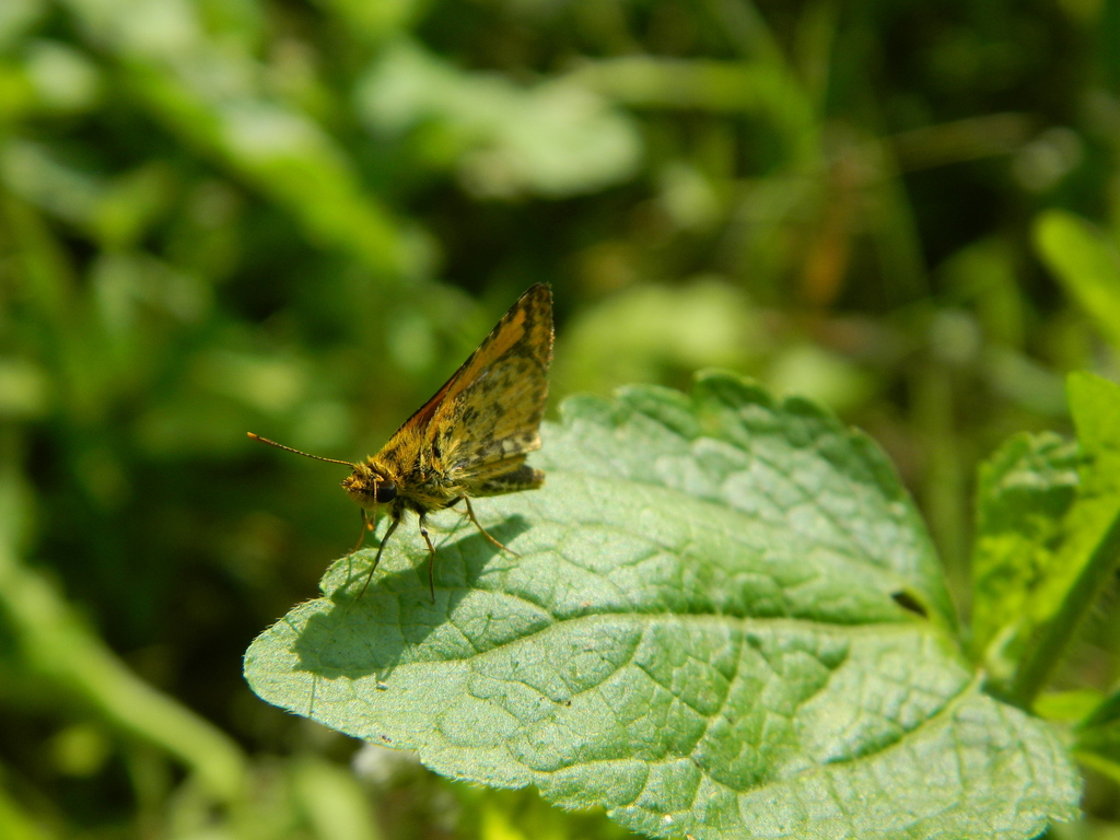 Common Bush Hopper from Madayi Para, Pazhayangadi, Kerala, India on ...