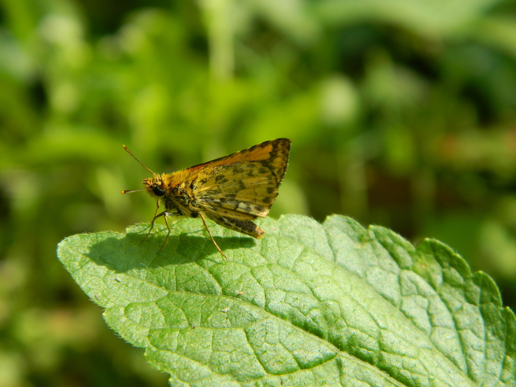 Common Bush Hopper from Madayi Para, Pazhayangadi, Kerala, India on ...