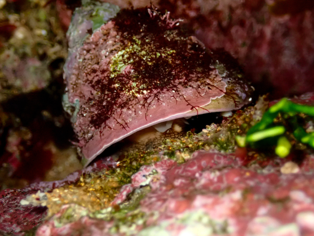 Common Tent Shell from Bateau Bay Beach, NSW, Australia on July 29 ...