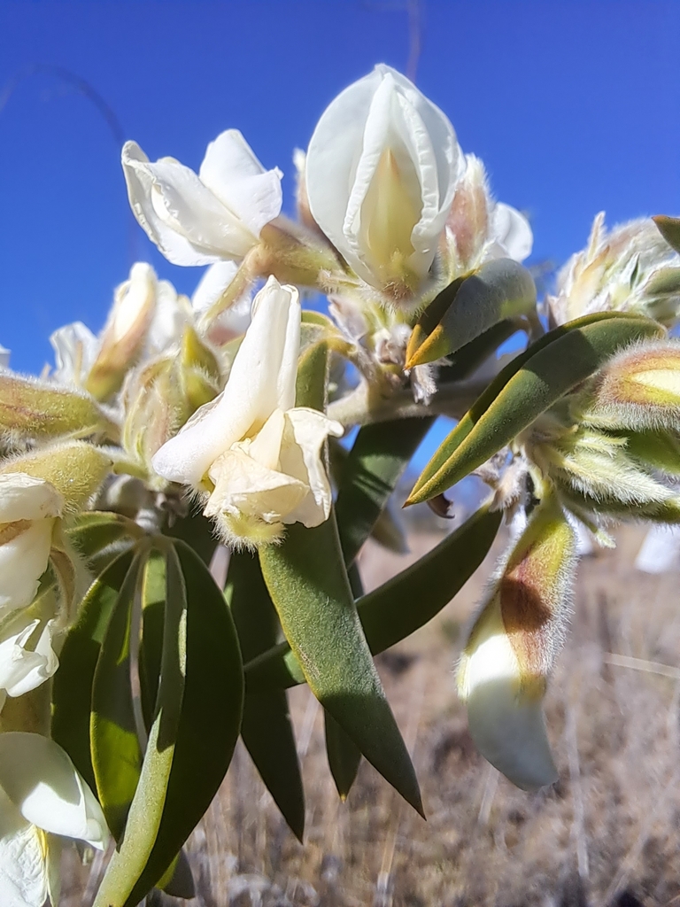 Tree Lucern from Elsmore NSW 2360, Australia on July 29, 2023 at 03:03 ...