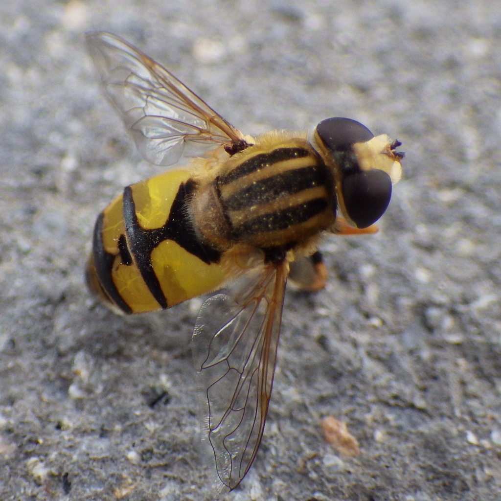 Marsh Flies from University District, Spokane, WA, USA on May 30, 2023 ...