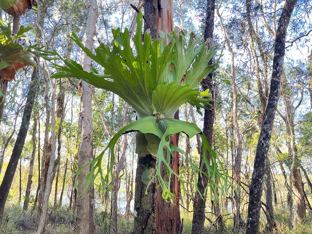 Stag Horn Fern from Brunswick Heads Nature Reserve, Brunswick Heads ...