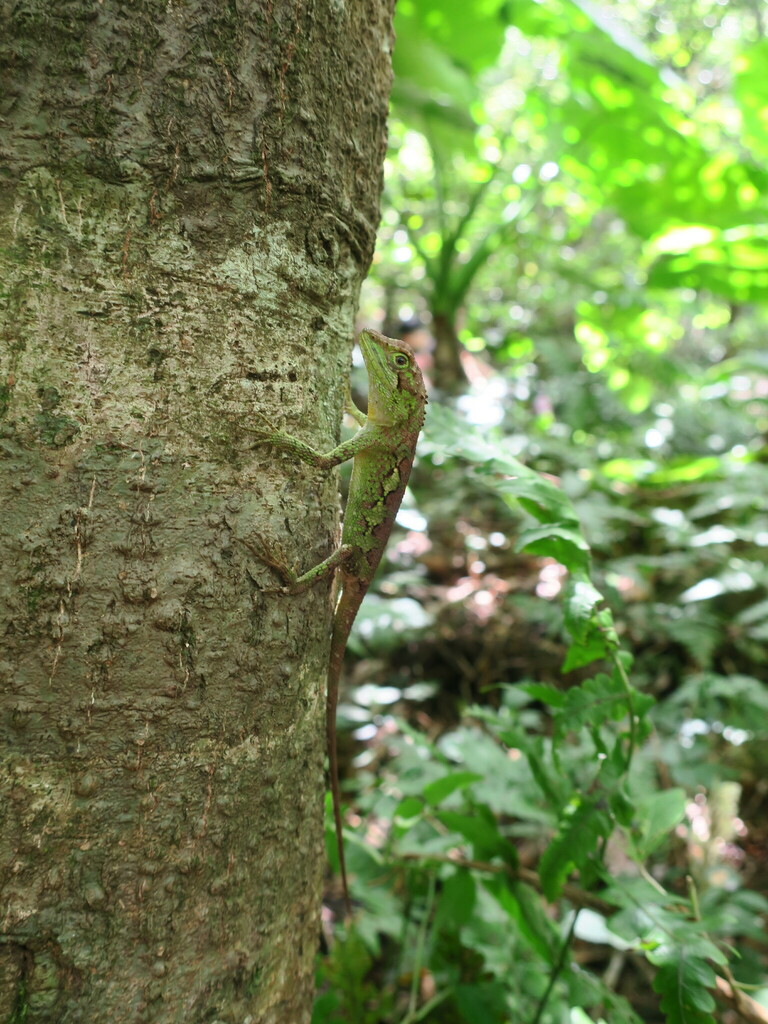 Okinawa Tree Lizard in October 2022 by friend1047 · iNaturalist