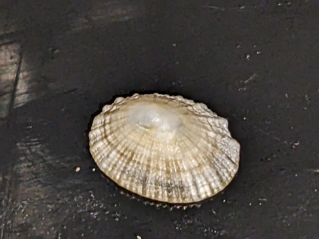 Cap-shaped False Limpet from Nambucca, NSW, Australia on July 29, 2023 ...