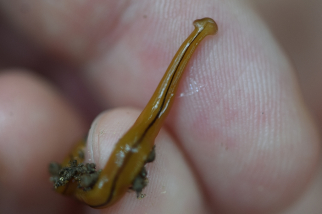 Hammerhead Worms from Hoengseong-gun, South Korea on July 25, 2023 at ...
