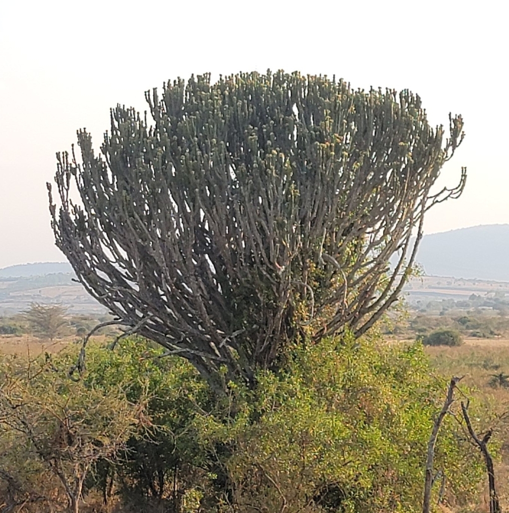 Common Tree Euphorbia from Nyagatare, RW-ES, RW on July 28, 2023 at 05: ...