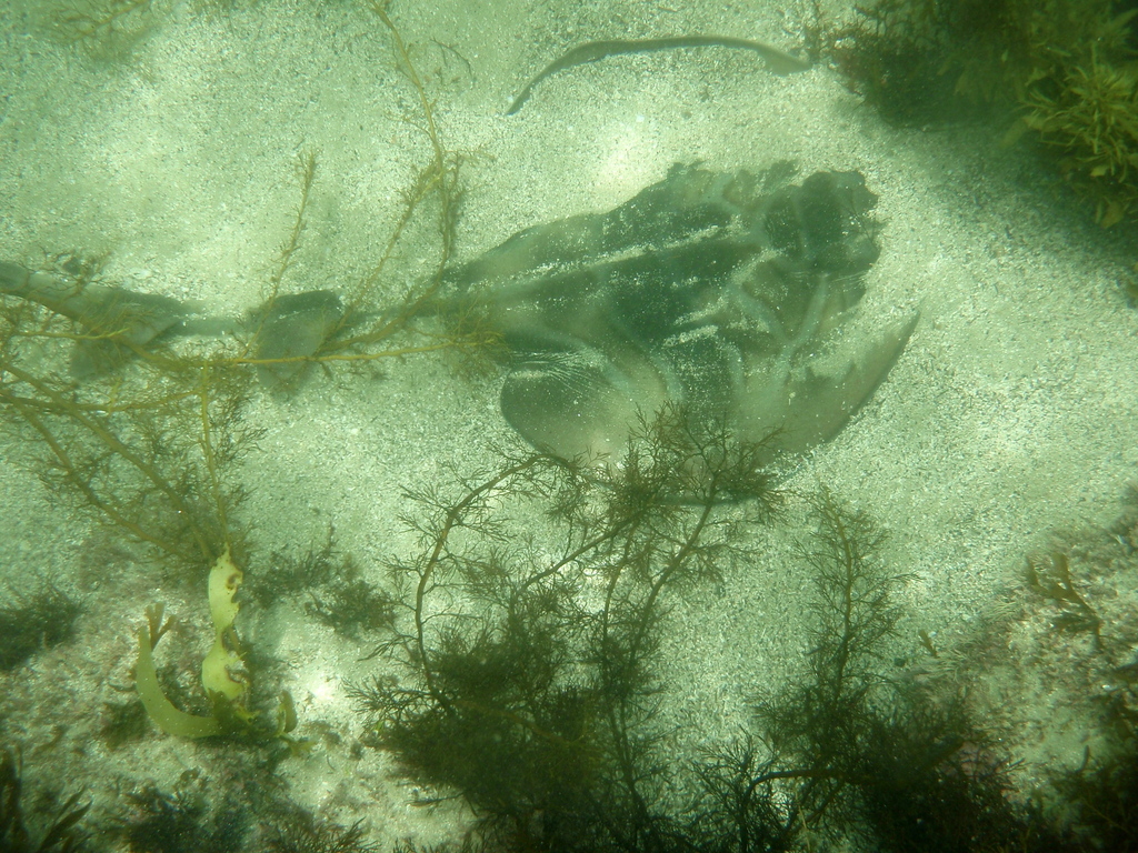 Banjo Ray from Broulee - Mossy Point NSW 2537, Australia on December 27 ...