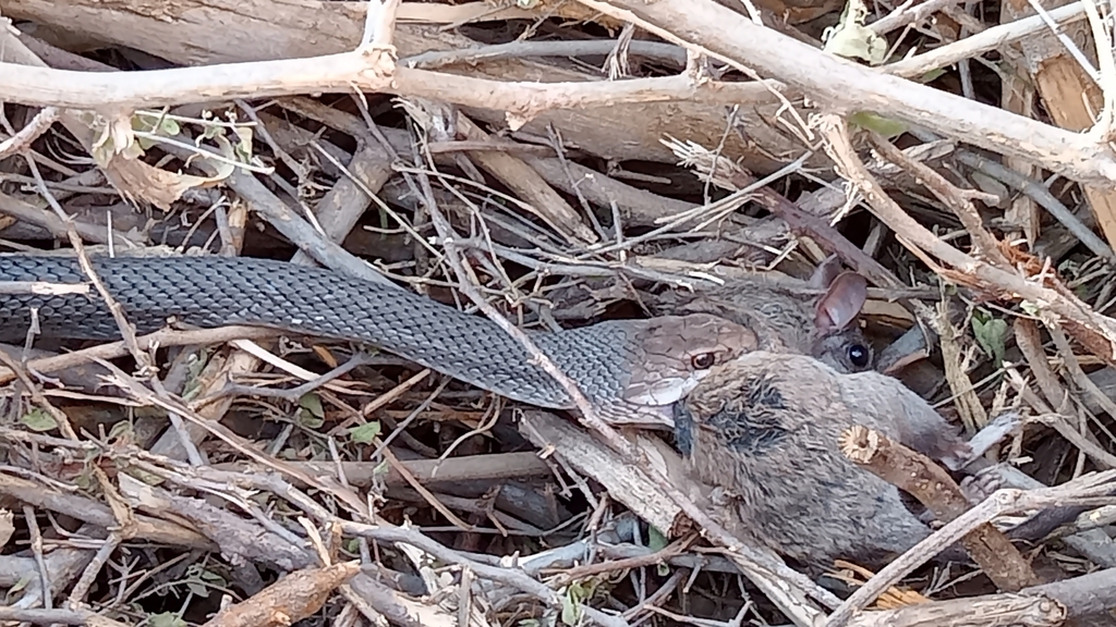 Neotropical Whip Snake from Cajeme, MX-SO, MX on July 5, 2023 at 04:12 ...