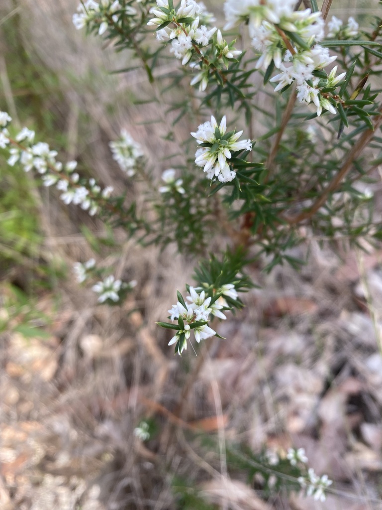 Bearded Heath from Marramarra National Park, Canoelands, NSW, AU on ...