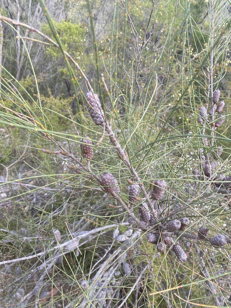 Scrub Sheoak from Marramarra National Park, Canoelands, NSW, AU on July ...