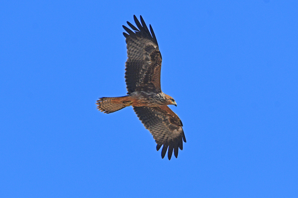 Hawks, Eagles, and Kites from Boulia QLD 4829, Australia on July 29 ...